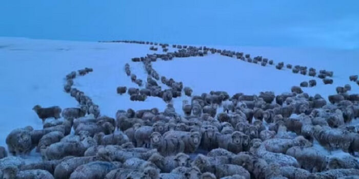 Animais são congelados por frio extremo na Patagônia argentina; saiba ...